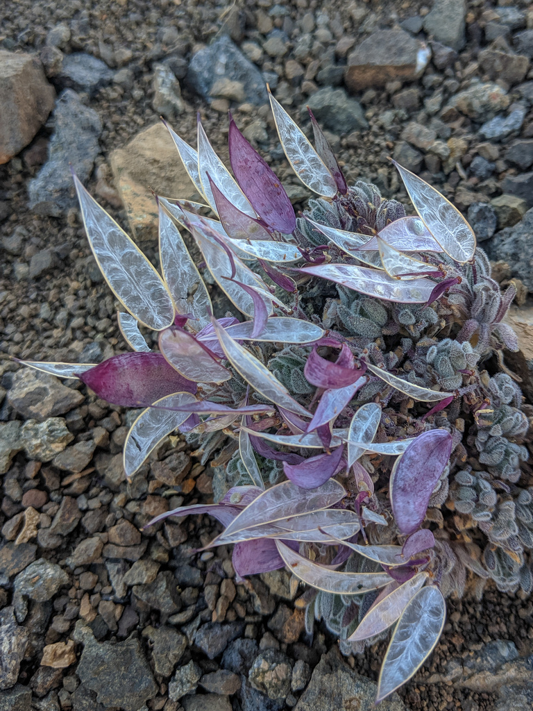 Who are you? Ft. The Daggerpod. – Chloe Van Loon's Nature Blog