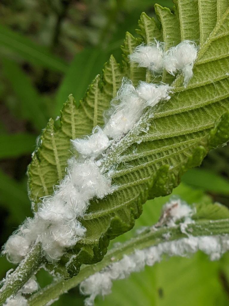 A Fluffy Flying Fairy-like Insect – Chloe Van Loon's Nature Blog