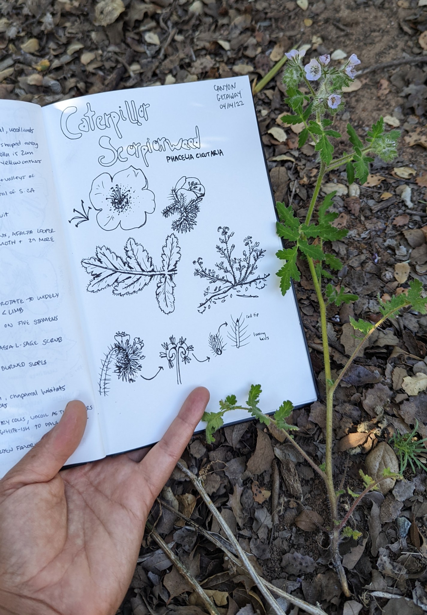 Nature Journaling, Monday to Friday: Backyard Flowers – Chloe Van Loon ...