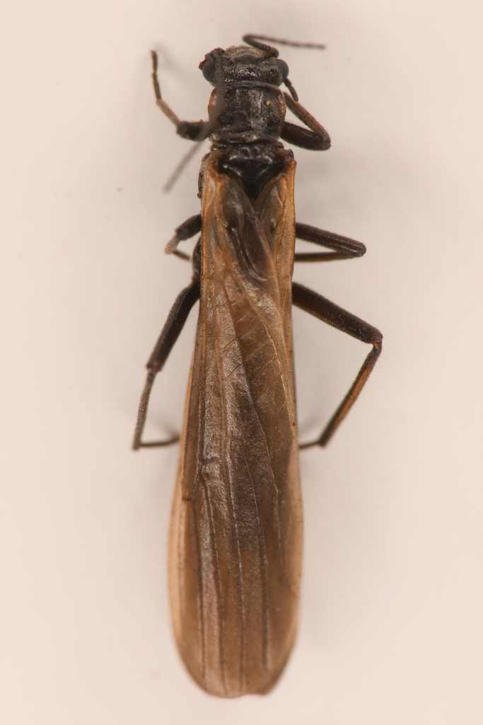 The Summer of Stoneflies – Chloe Van Loon's Nature Blog