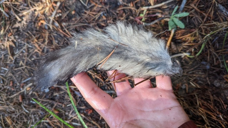 Deadfall & Falling Over Dead, iNatting the Tchaikazan-Spectrum-Yohetta ...