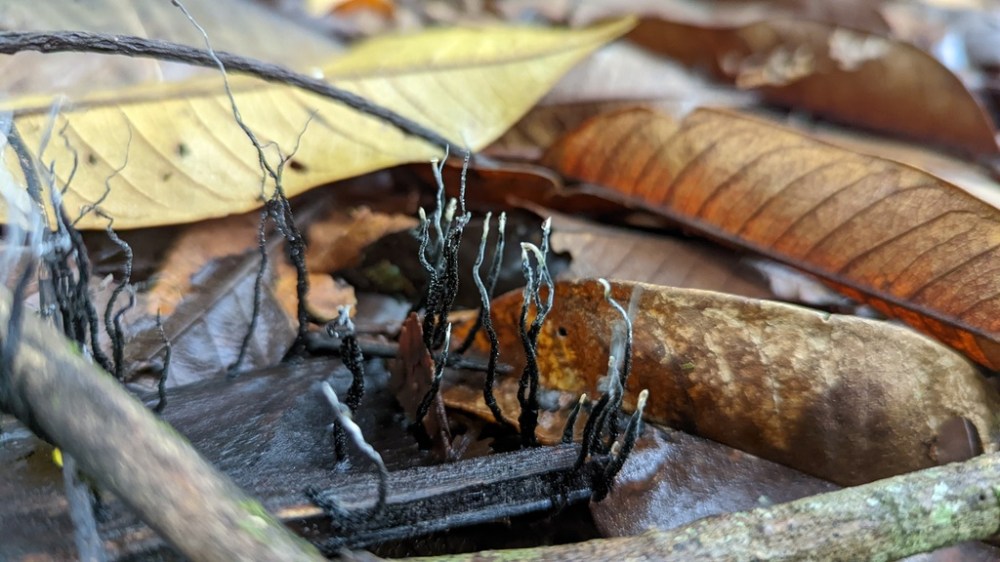Frightening Fall Fungi – Chloe Van Loon's Nature Blog