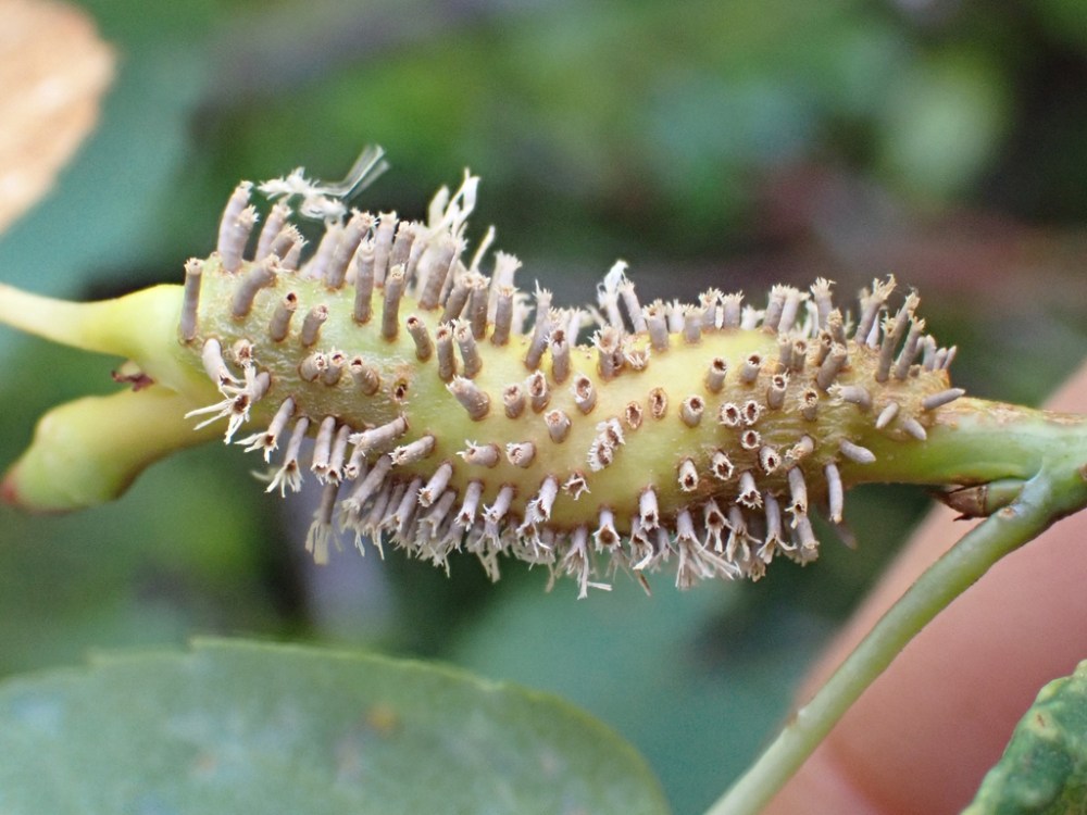 Frightening Fall Fungi – Chloe Van Loon's Nature Blog