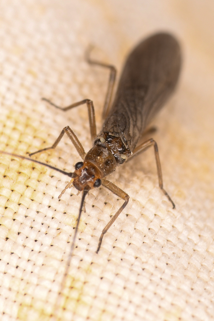 The Summer of Stoneflies – Chloe Van Loon's Nature Blog