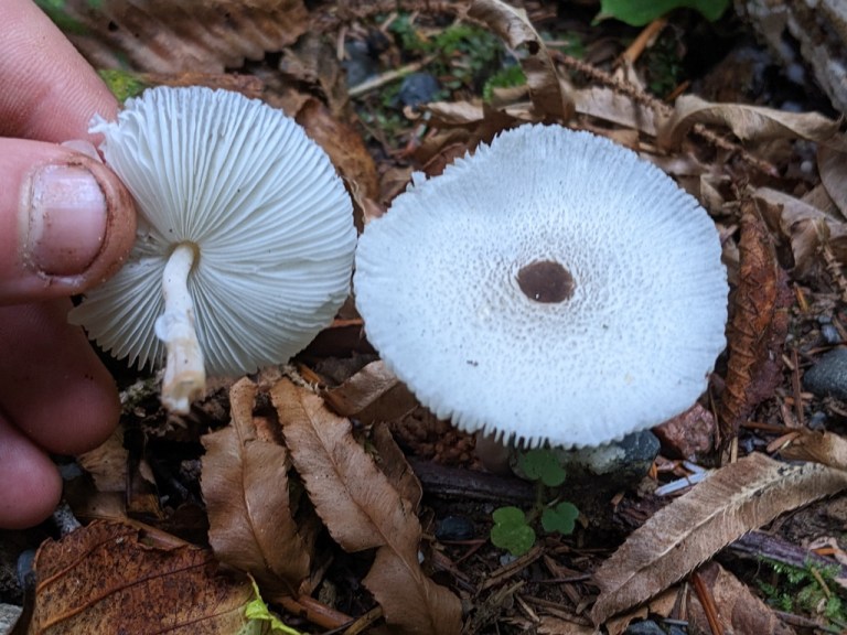 Frightening Fall Fungi – Chloe Van Loon's Nature Blog
