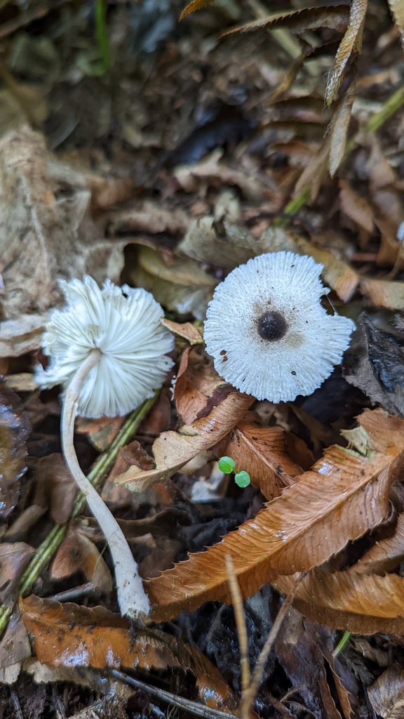 Frightening Fall Fungi – Chloe Van Loon's Nature Blog