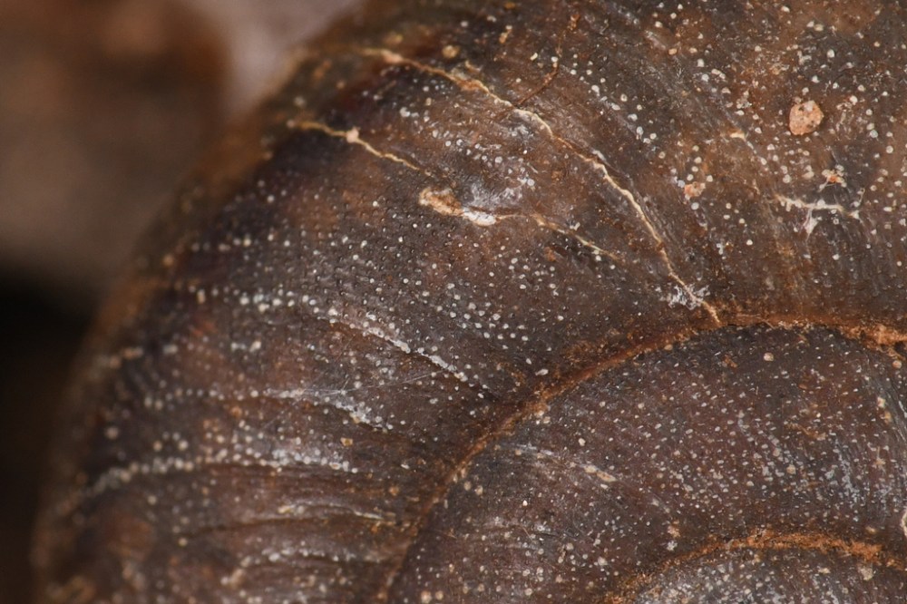 A Very Snail-y Spring, BioBlitzing SoCal’s Rare Snails – Chloe Van Loon ...