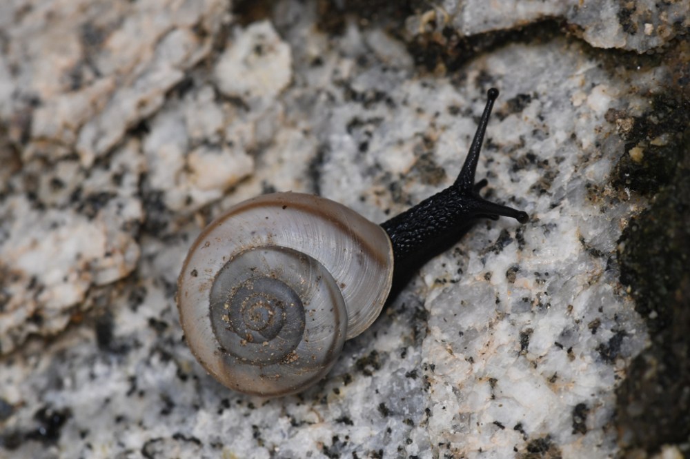 A Very Snail-y Spring, BioBlitzing SoCal’s Rare Snails – Chloe Van Loon ...
