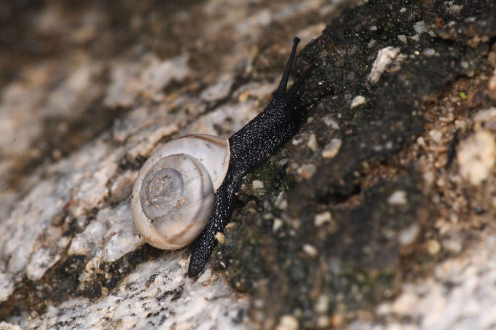 A Very Snail-y Spring, BioBlitzing SoCal’s Rare Snails – Chloe Van Loon ...